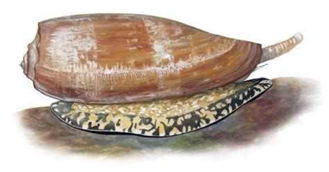 The Compounds In Cone Snail Venom That Can Make Any Pinoy Smile Flipscience Top Philippine