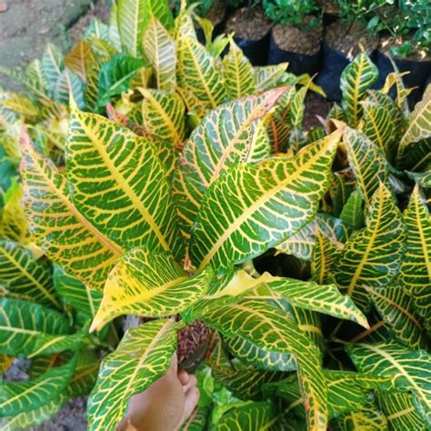 Jual Pohon Puring Macan Tanaman Hias Puring Macan Puring Murah