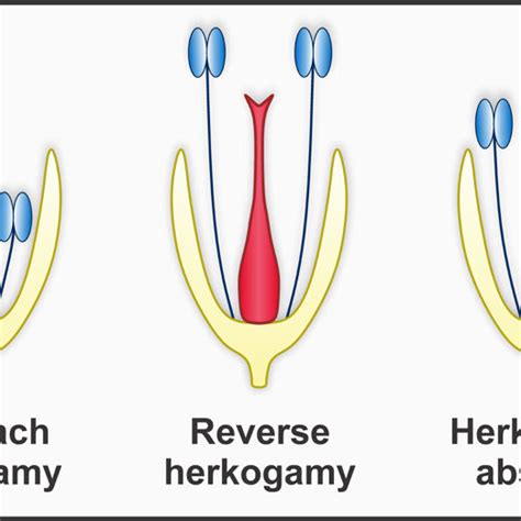 Population Level Sexual Expression Of Angiosperms Showing The Different Download Scientific