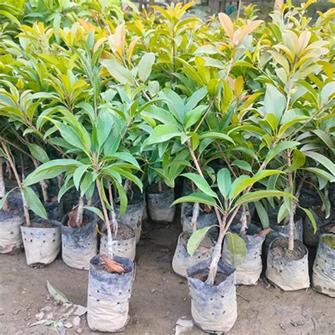 1 Feet Chiku Grafted Plant At ₹ 75piece In Nagaon Id 2852745401233