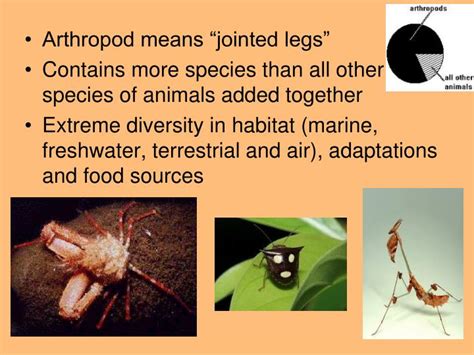 Ppt Phylum Arthro Poda Joint” Foot” Powerpoint Presentation Id