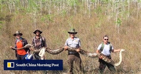 Snake Hunters Capture Largest Python In Florida Everglades By Attaching