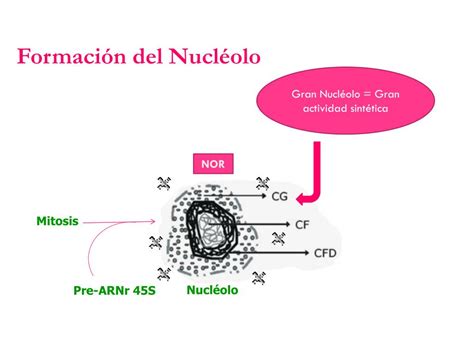 Ppt Nucleo Powerpoint Presentation Free Download Id7018583