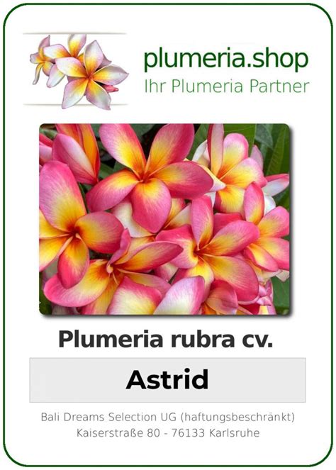 Plumeria Rubra „astrid Wurzelnackt Plumeria Shop Ihr Partner Für