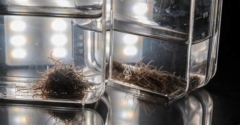 Researchers Develop Alien Inspired Robotic Worm Blob Swarms Ie