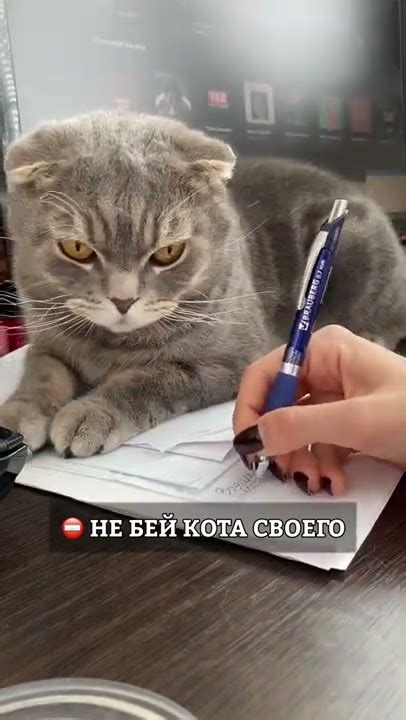 6 ЗАПОВЕДЕЙ СОВМЕСТНОЙ ЖИЗНИ С КОТОМ! - YouTube