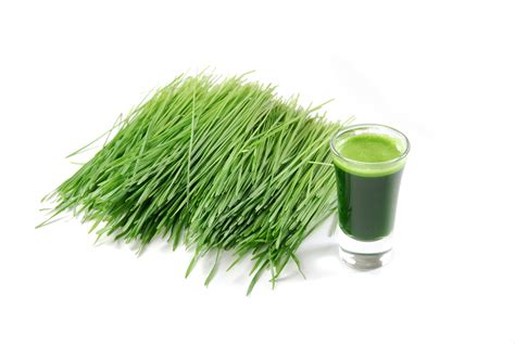Wheatgrass For Weight Loss Plus A Drink Recipe Danettemay