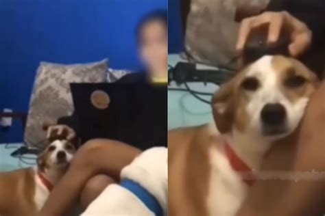 VÍDEO Cachorro tira proveito de home office de tutora e momento viraliza