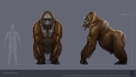 역대 최대의 영장류 기간토피테쿠스 블락키 고대 유인원 기간토피테쿠스 Gigantopithecus 사랑우탄 라이우탄