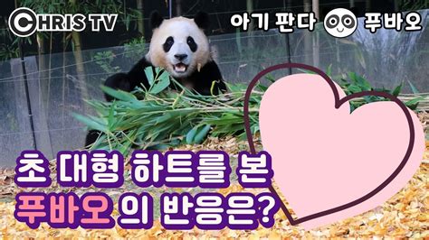 ★아기 판다💕푸바오★초 대형 하트♥️를 선물 받은 아기 판다 푸바오🐼😍 Youtube
