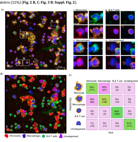 cell classes based on morphology by expert annotations a examples of