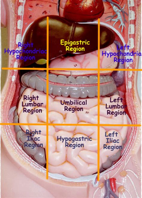 Anatomy Chapter 1 Diagram Quizlet
