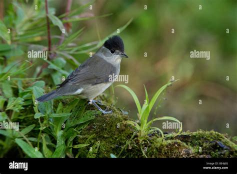 Male Blackcap Sylvia Atricapilla Stock Photo Alamy