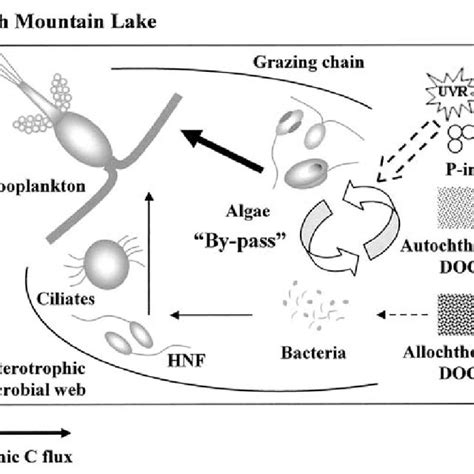 Pdf Complex Interactions In Microbial Food Webs Stoichiometric And Functional Approaches