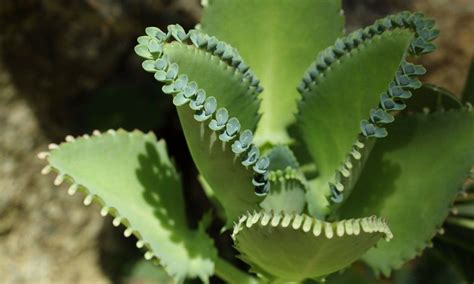 Kalanchoe Laetivirens Mother Of Thousands 5 Plantlets Plants