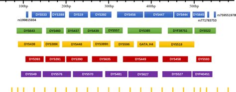 Diagram Illustrating Pcr Product Size Ranges Of The 41 Y Str Loci In Download Scientific