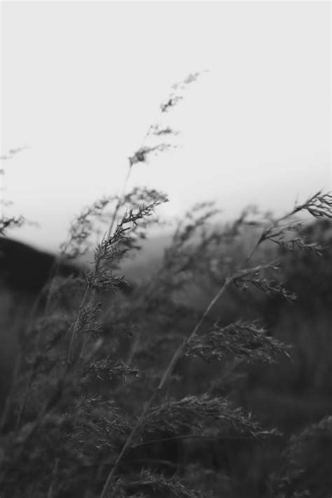 거친 검은색 경치 경치가 좋은 고요한 고요함 그레이 그림자 나뭇잎 대조 들판 미니멀리스트 밀 바람 배경을 흐리게 블랙 앤 화이트 사진 예술