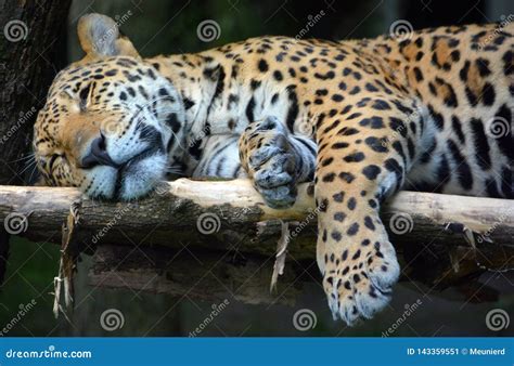 Jaguar Is A Cat A Feline Stock Image Image Of Natural 143359551