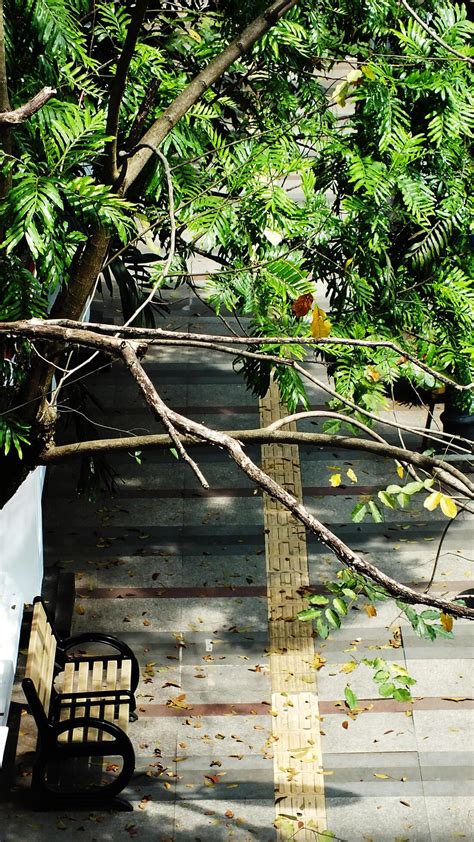 A Tree Branch Is Hanging Overhead Of A Sidewalk With A Bench Underneath It The Tree Is Full Of