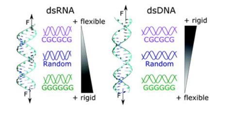 Mrna Ivt Byproduct Dsrna Detection Service Rna Boc Sciences