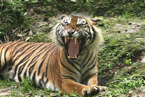 Roars And Rumbles Of Tigers Tiger Sounds And Purposes