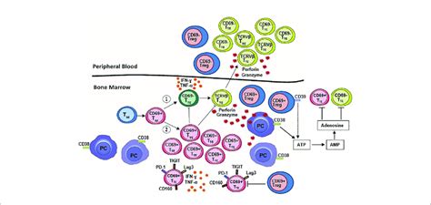Bm Resident Cd69 Regulatory T Cells Cd69 Treg Decrease