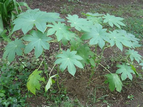 植物編のトウダイグサ科のトウゴマ