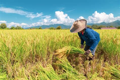 Premium Photo Farmers Are Harvesting Rice In The Hot Sun Nan
