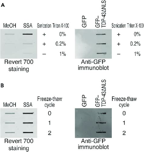 Limitation Of The Protocol For Cell Lysis And Freeze Thaw Cycles A