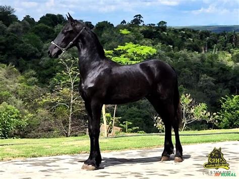 Potro Friesian Em São Paulo Preço Venda Compra Mf Rural