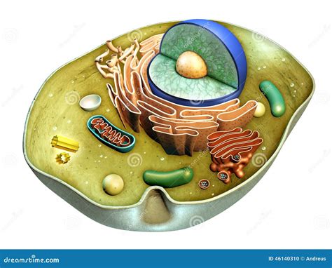 Cytoskeleton Structure As Complex Protein Filaments Network Outline Diagram Vector Illustration