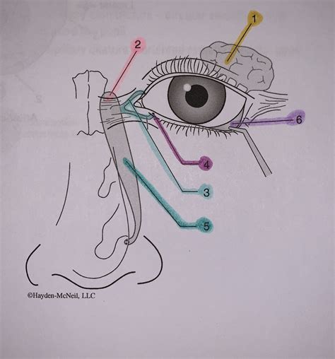 Accessory Structures Of The Eye Diagram Quizlet