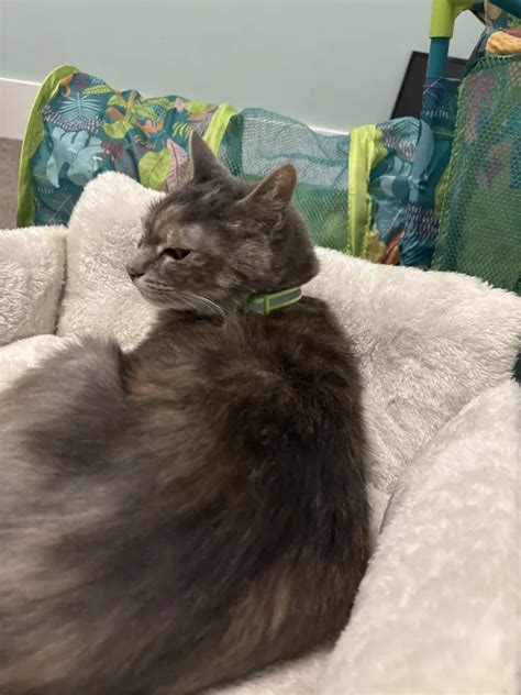 Chicken V2 Album On Imgur