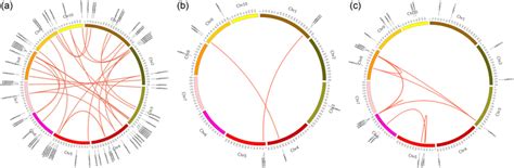 Chromosomal Locations And The Distribution Of Segmentally Duplicated Download Scientific