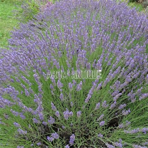 Lavandin Grosso Lavandula X Intermedia Grosso Aromantique