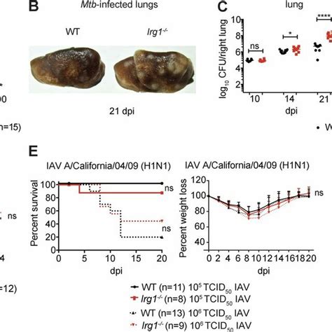 Irg1 Modulates Inflammatory Responses In The Lung After Mtb Infection