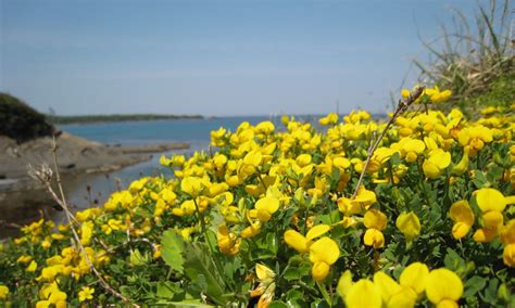 東北大学 共生ゲノミクス Symbiosis Genomics 佐藤修正 Lab
