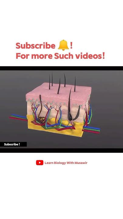 The Integumentary System Youtube