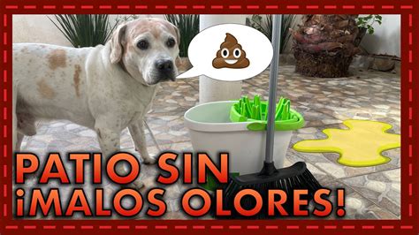 Como Quitar El Mal Olor De Orina De Perro En La Casa At Robert Lesley Blog