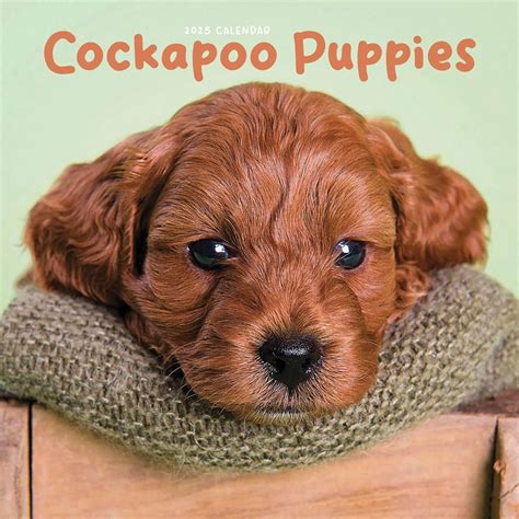 Cockapoo Puppies Mini Wall Calendar 2025 Pfp Uk