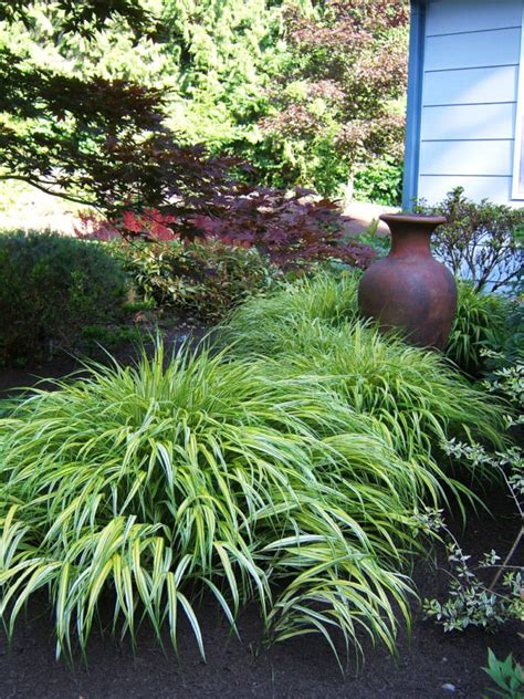 Variegated Golden Japanese Forest Grass Sublime Gardens