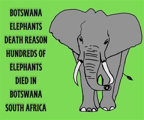 Razón De La Muerte De Los Elefantes De Botswana Cientos De Elefantes
