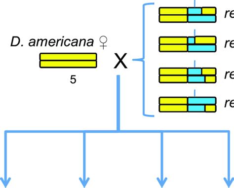Figure S2 Crossing Scheme To Obtain Additional Recombinants From