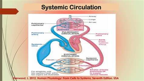 SOLUTION Vena Structure Venous Return Studypool