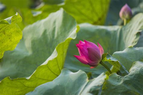 로터스 꽃 핑크 Pixabay의 무료 사진 Pixabay