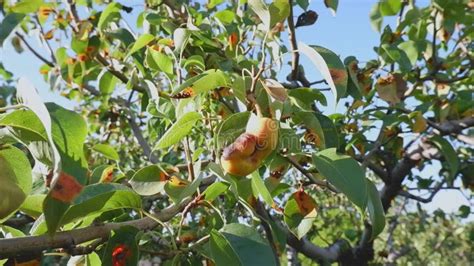 Disease Of Pear Trees Rust Spots On The Leaves The Fruit Tree Is Infected With A Fungus