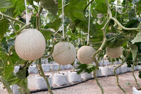 How To Grow Melon Seeds Storables