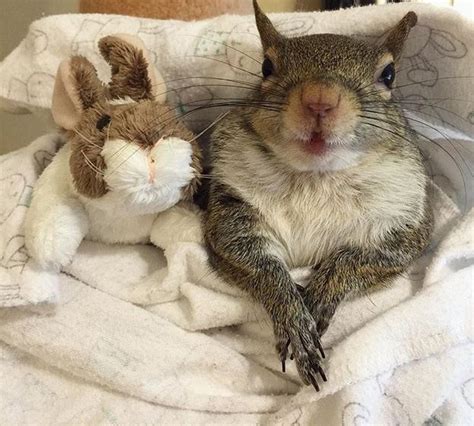 Pet Squirrel Cute Animals Cute Animal Pictures Silly Animals