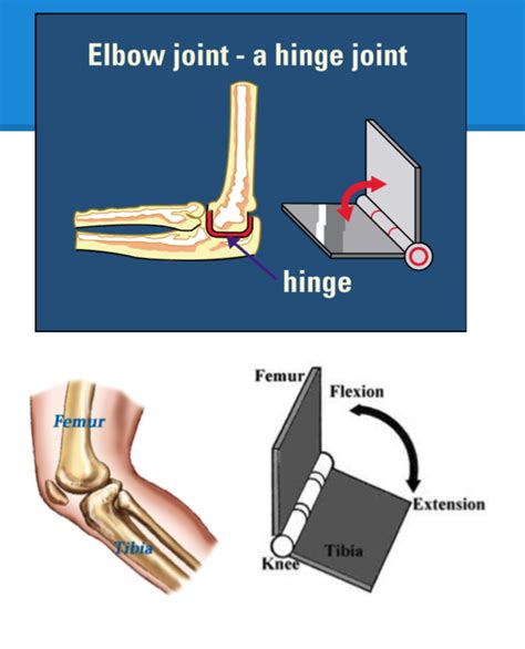 Diagram Of Hinge Joint Quizlet