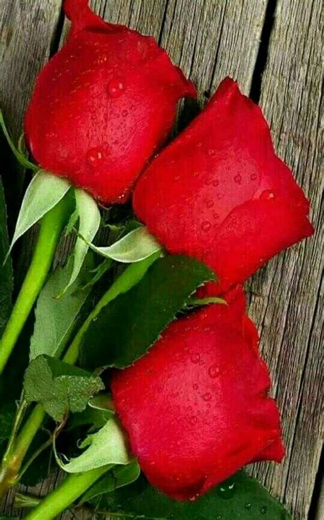 Lekhraj Sahu Adlı Kullanıcının Rose Panosundaki Pin Gül Güller